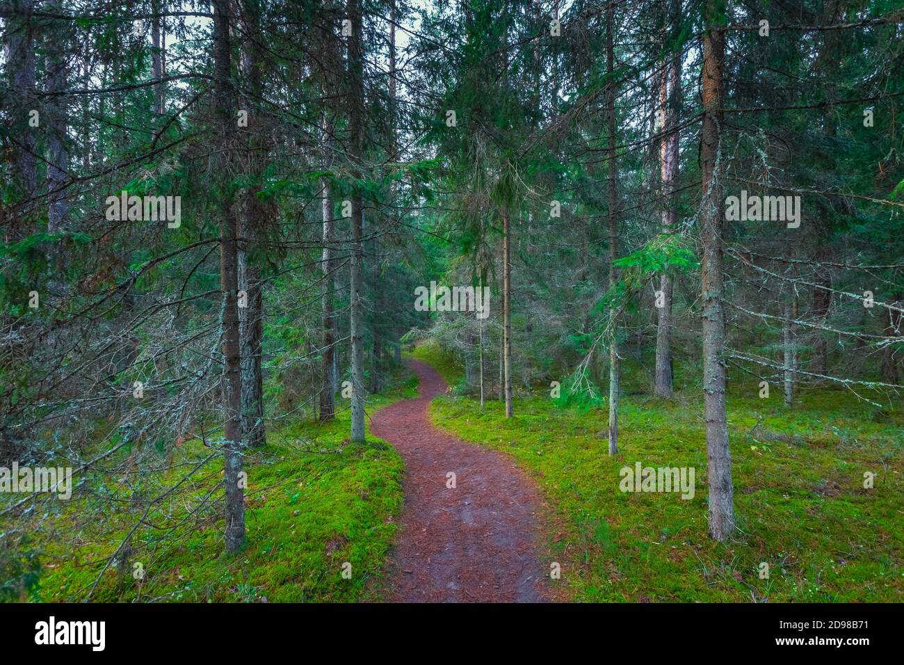 Wavy hiking path in mystic green forest Stock Photo - Alamy