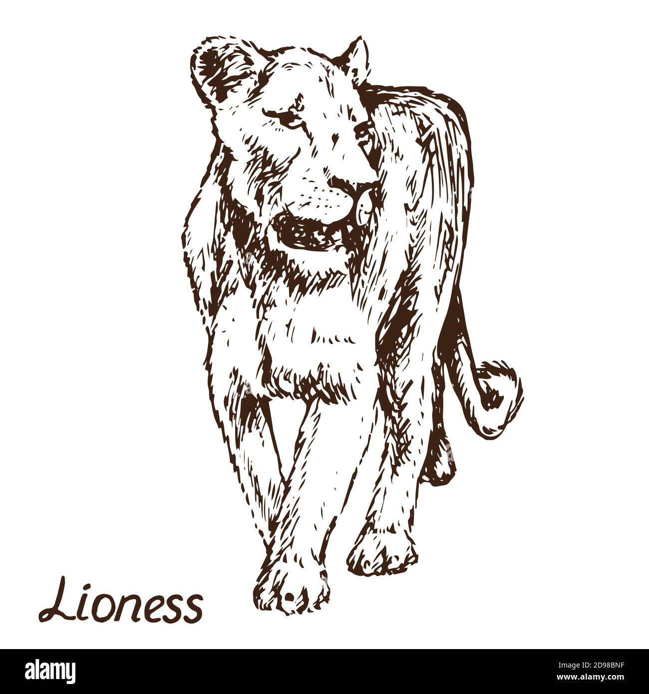Lioness Drawing