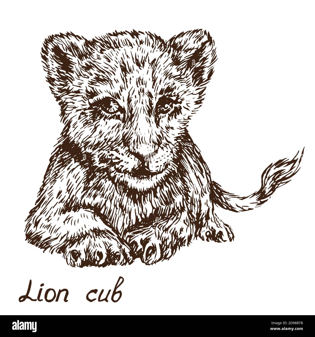 Pencil Drawings Of Lion Cubs
