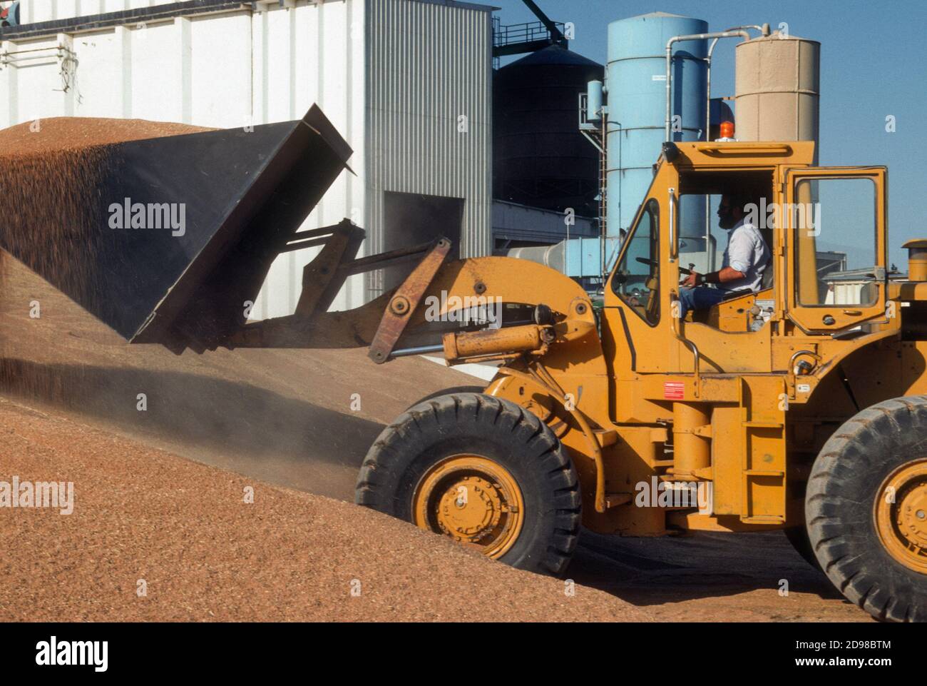 Workman and Frontloarder at Grain Elevator with Overflowing Wheat Crop ...
