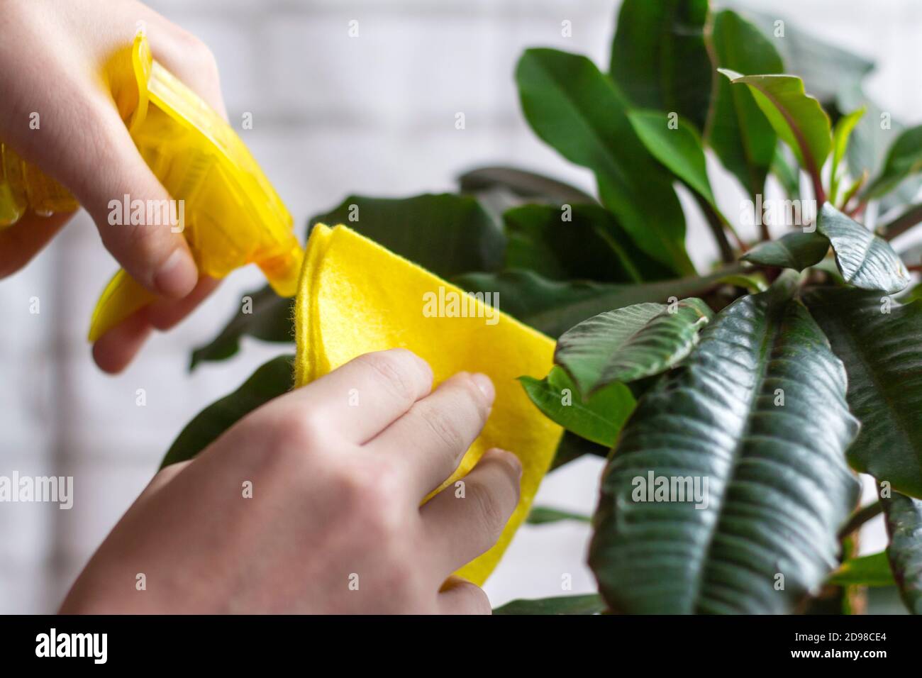 The care of indoor flowers.A woman wipes the dust from the leaves of a ...