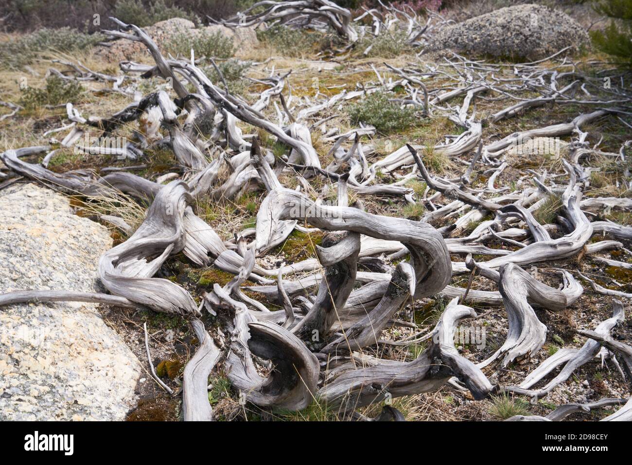 Dry tree trunk hi-res stock photography and images - Alamy