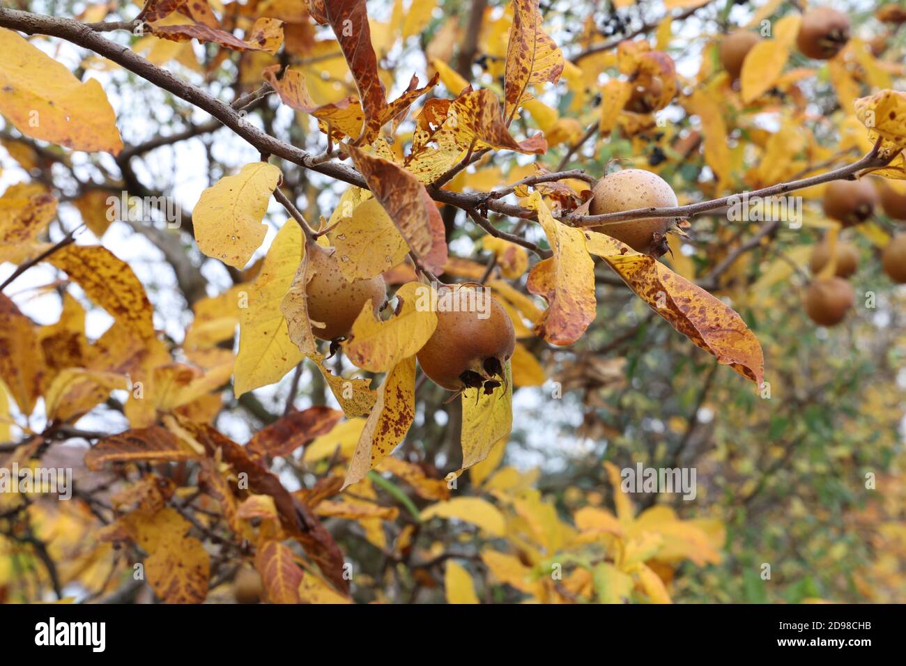 Fruit of Mespilus germanica, also named common medlar at a tree Stock ...