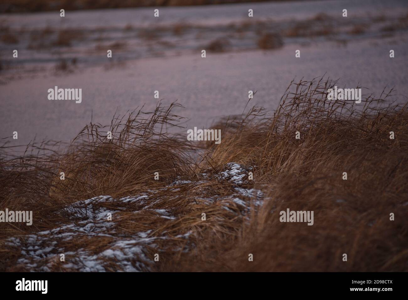 Tall grass background during sunset hi-res stock photography and images ...