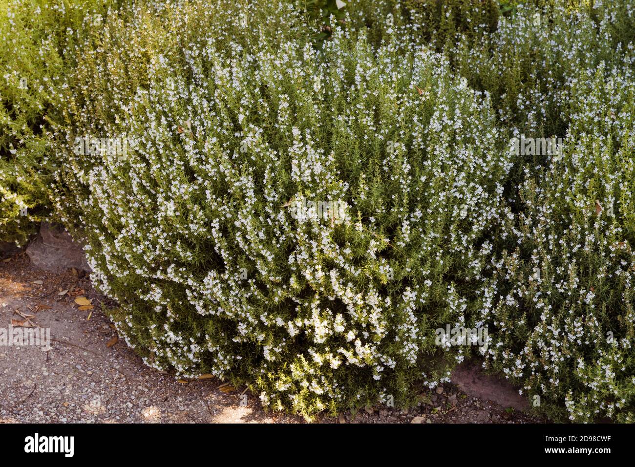 Savory Plant. Winter Savory Herb Plant (Satureja hortensis). Botanical ...