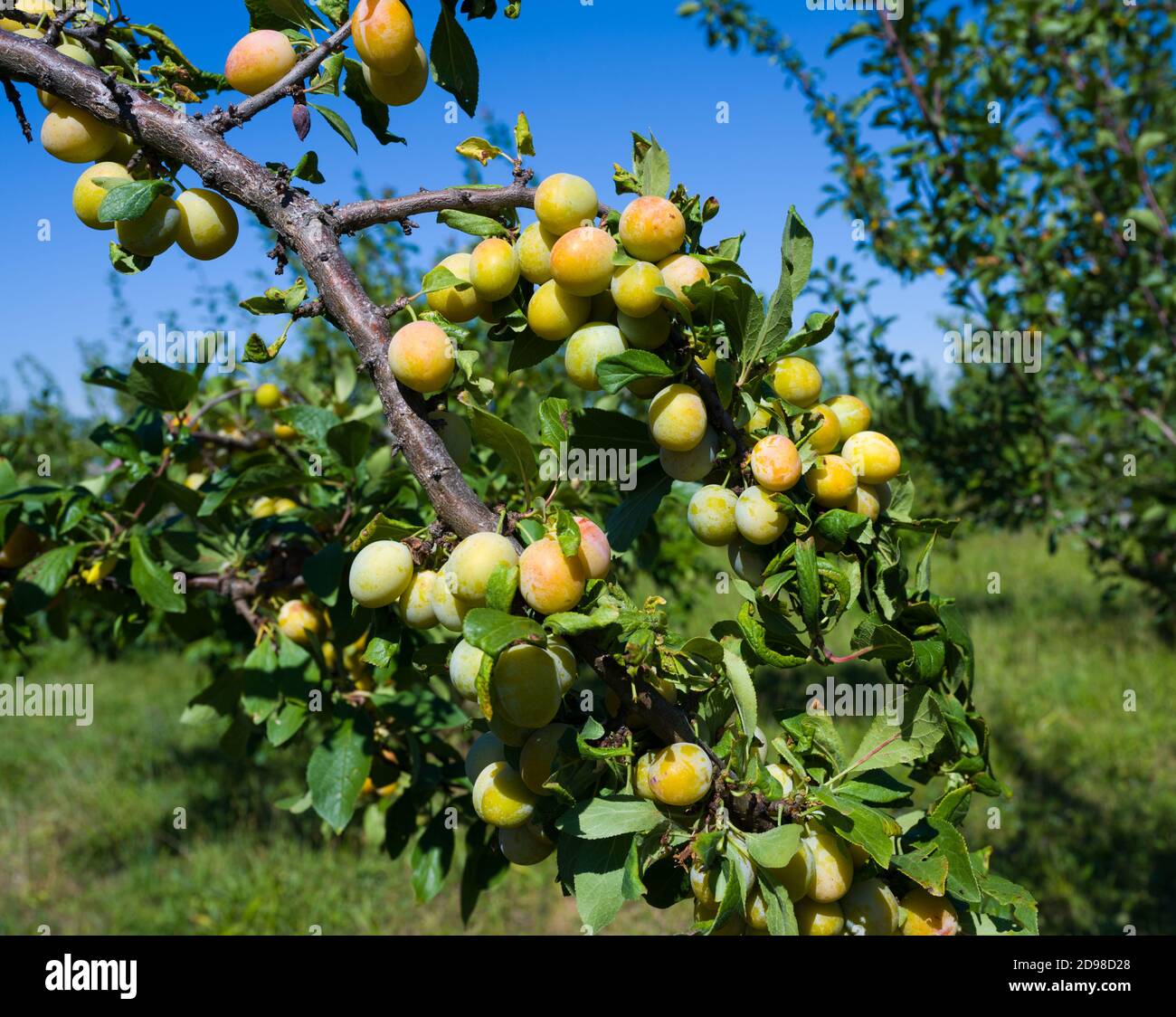 Mirabelle tree with the wonderful fruits. Baden Wuerttemberg, Germany ...