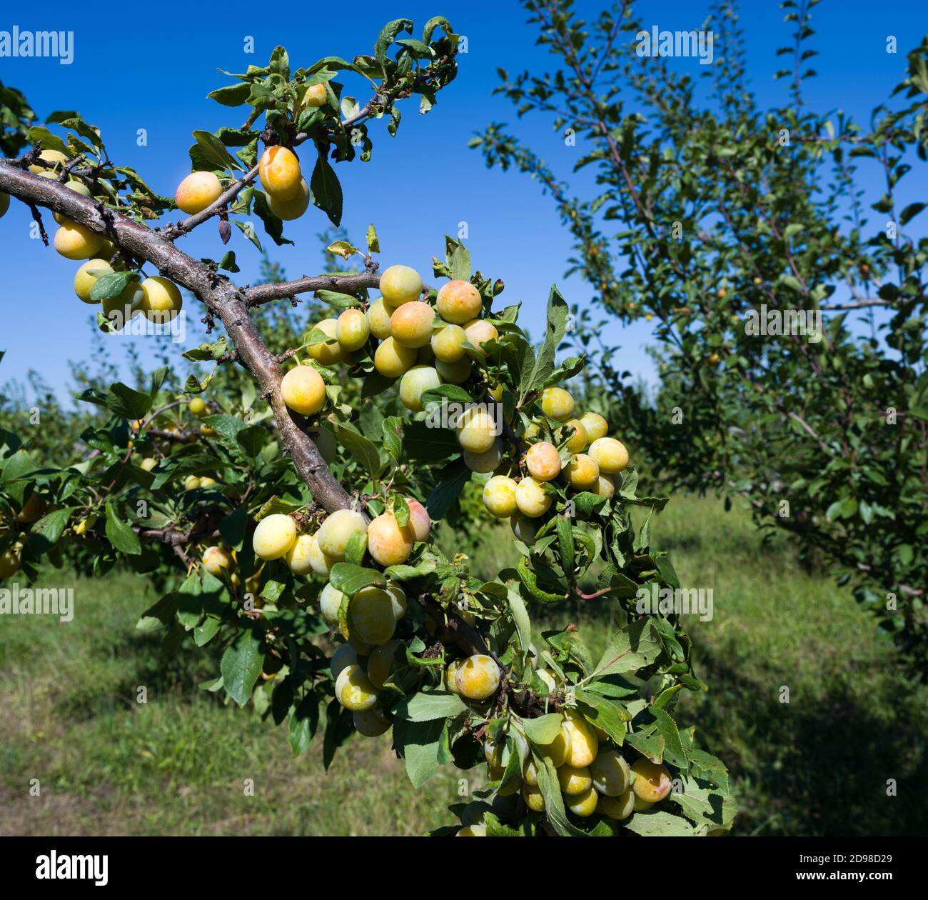 Mirabelle tree with the wonderful fruits. Baden Wuerttemberg, Germany ...