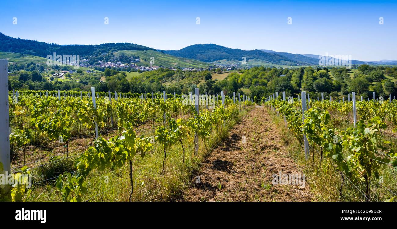 Vineyards near Varnhalt and Bühl, Baden Württemberg, Germany Stock ...