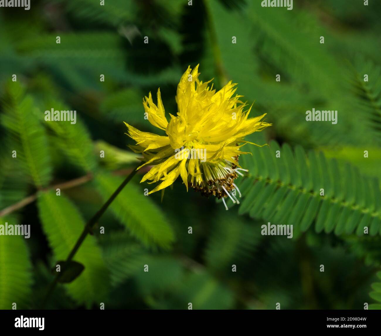 Beautiful yellow flower of Neptunia plena Benth with leaves background ...