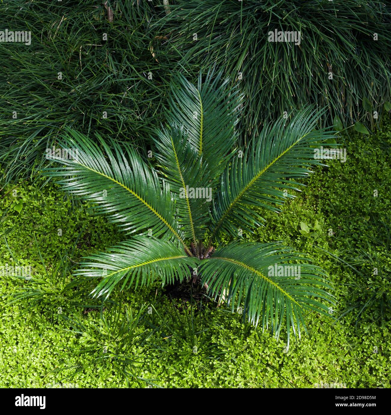 Cycadophyta hi-res stock photography and images - Alamy