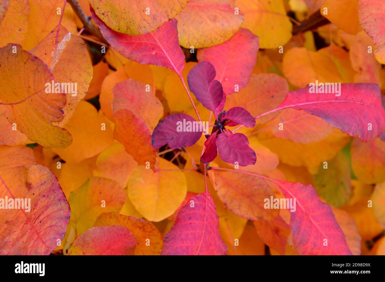 Cotinus Coggygria Autumn High Resolution Stock Photography and Images ...