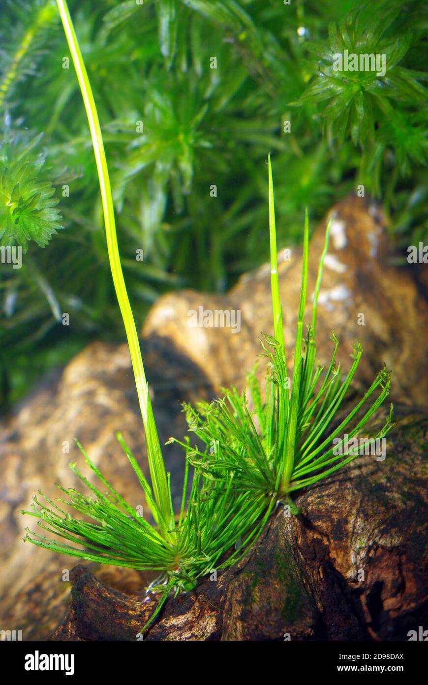 Cyperus prolifer hi-res stock photography and images - Alamy