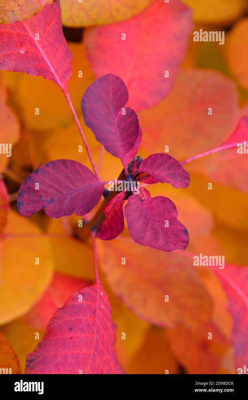 Cotinus coggygria red beauty hi-res stock photography and images - Alamy