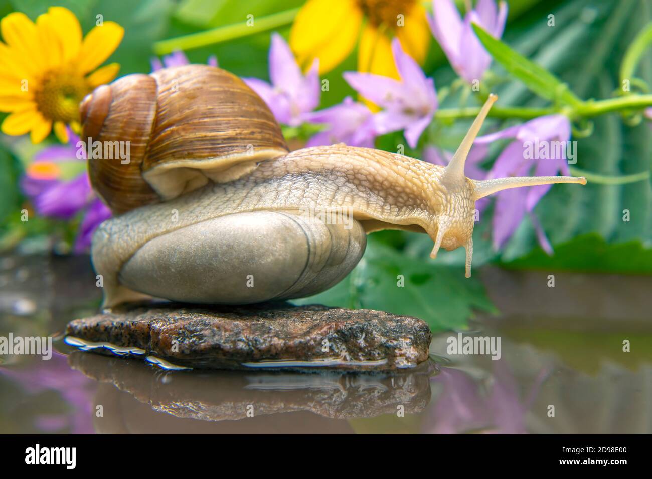 Helix pomatia. snail is actively crawling in nature. mollusc and ...