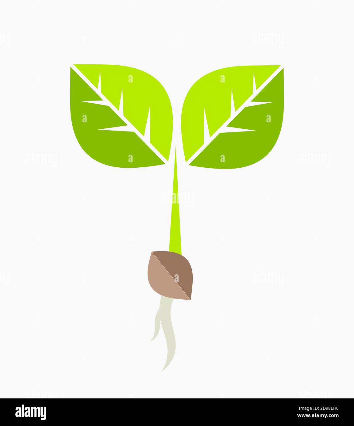 Plant seedling. Vector illustration Stock Vector Image & Art - Alamy
