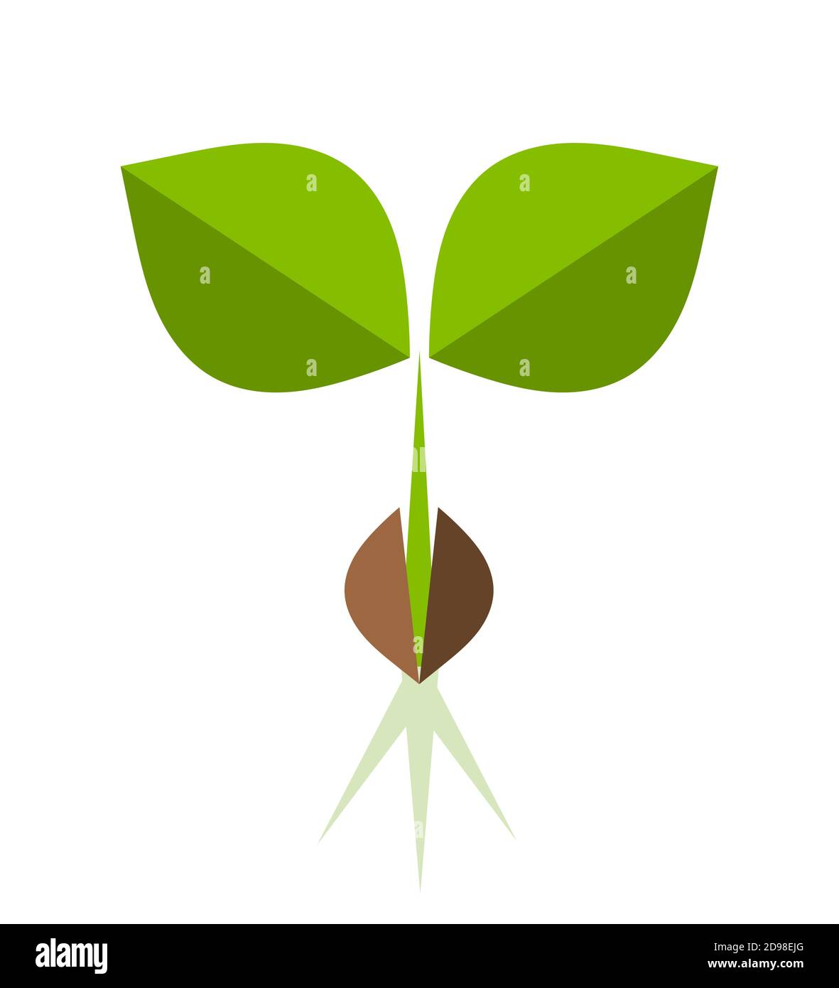 Plant seedling. Vector illustration Stock Vector Image & Art - Alamy