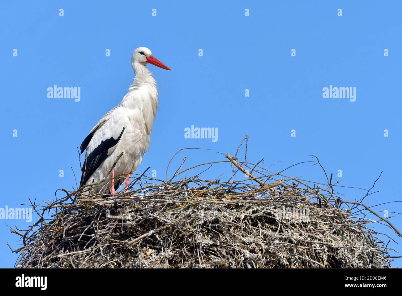 White stork UK+Irish rights only - call office for any other ...