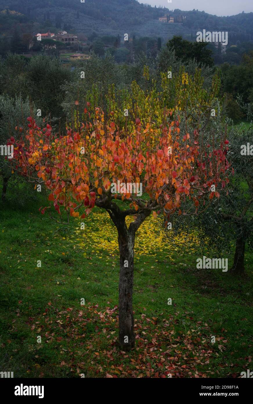 Persimmon trees hi-res stock photography and images - Alamy