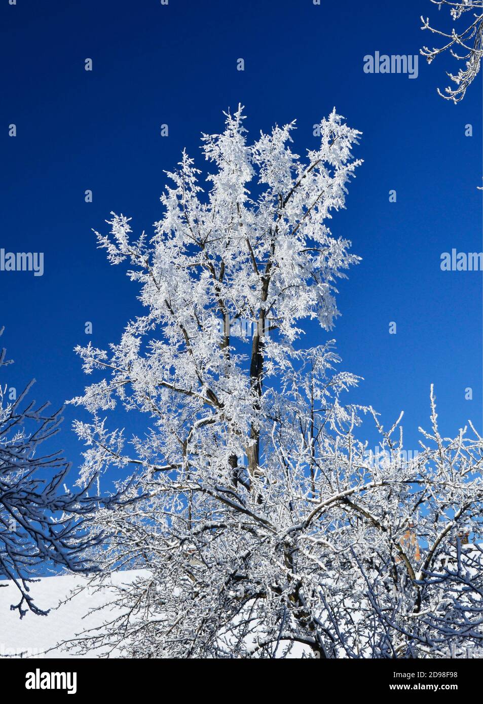 Covered with white frost hi-res stock photography and images - Alamy