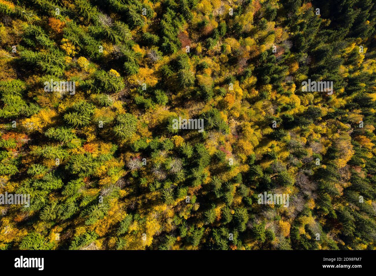Aerial full frame background of colorful autumn forest canopy by drone ...