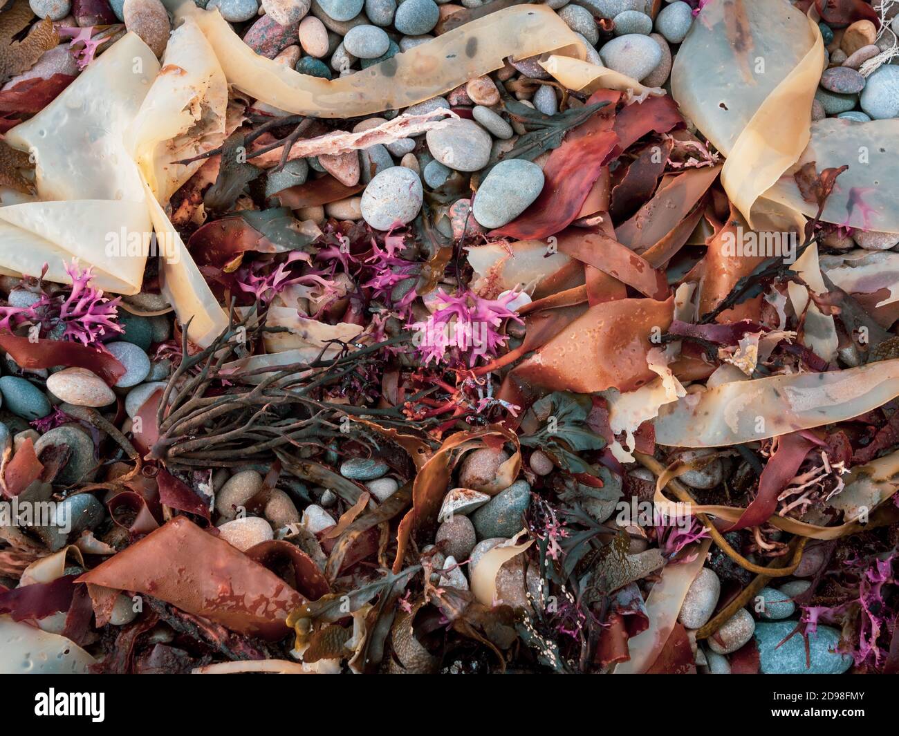 Pink seaweed hi-res stock photography and images - Alamy