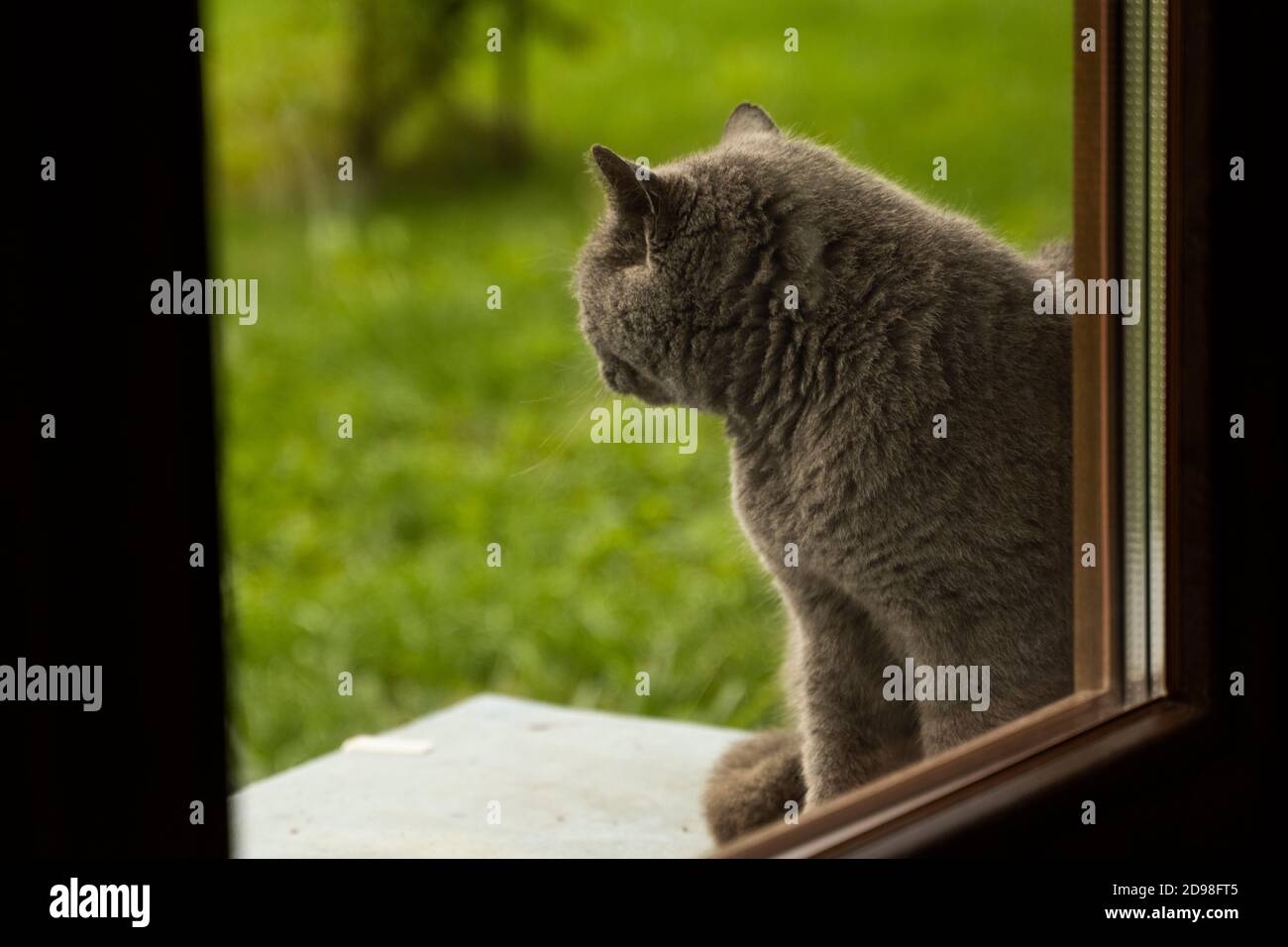 Chartreux Cat Breeders In Washington