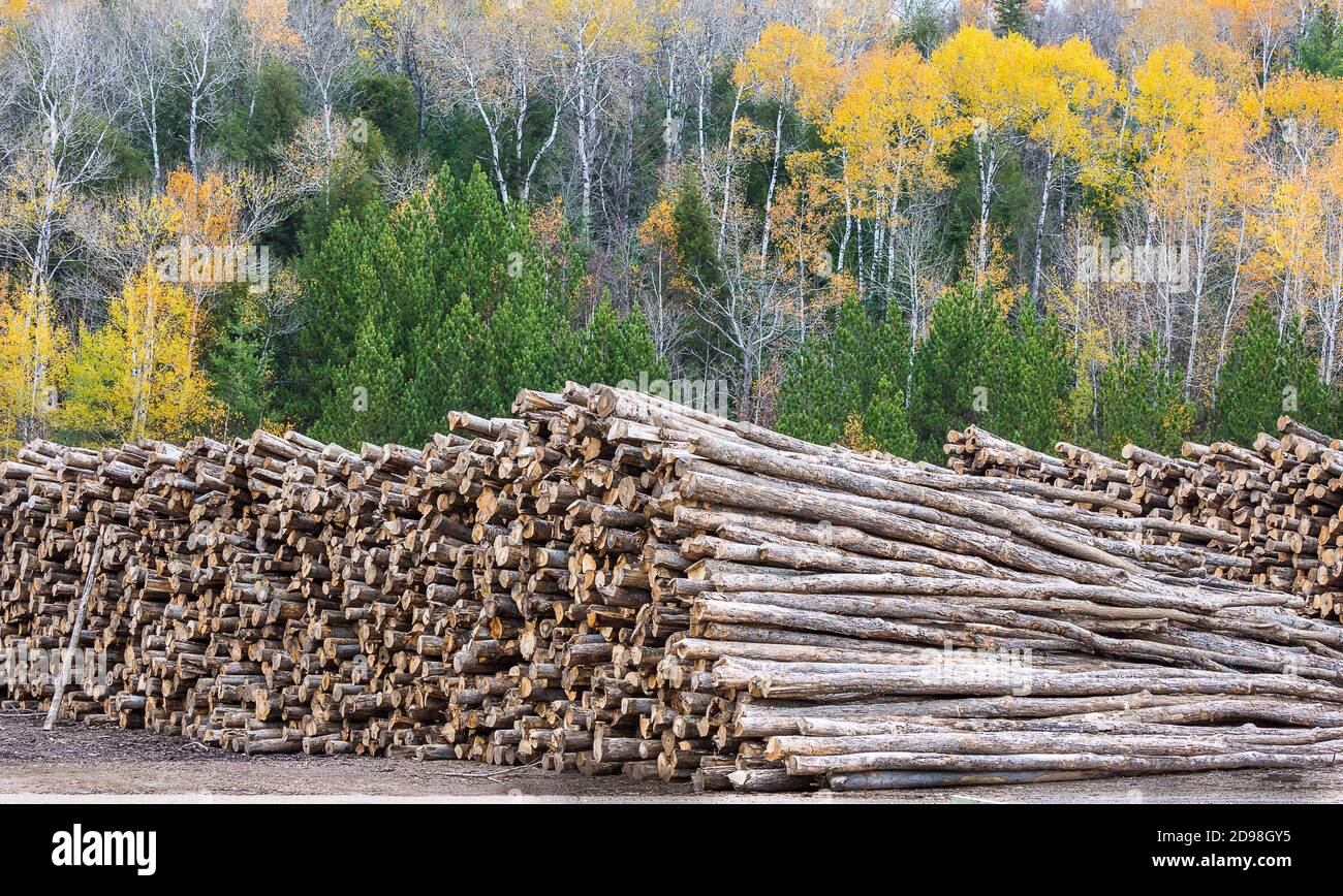 Big pile of lumber piled in forest Stock Photo - Alamy