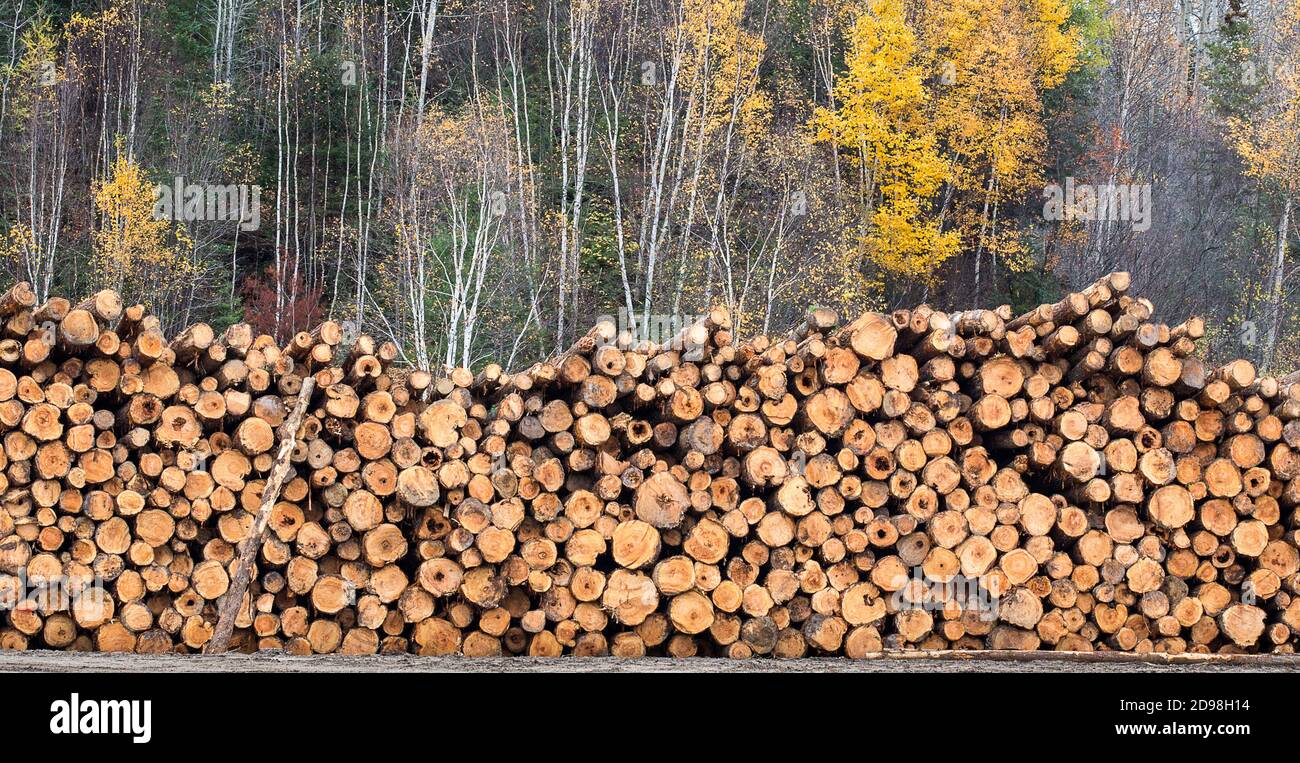 End cut tree tree showing hi-res stock photography and images - Alamy