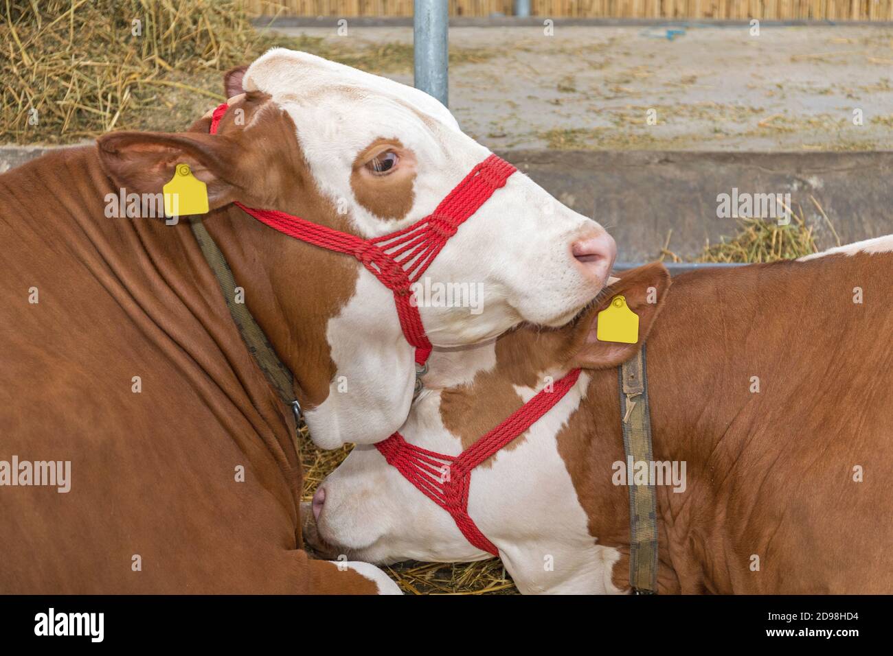Big brown cows hi-res stock photography and images - Alamy