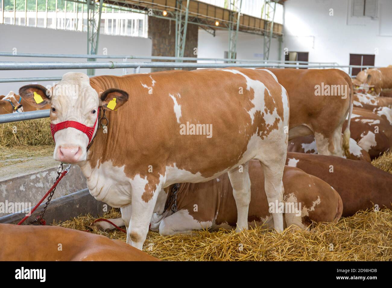 Big Brown Cows in Barn at Dairy Farm Stock Photo - Alamy