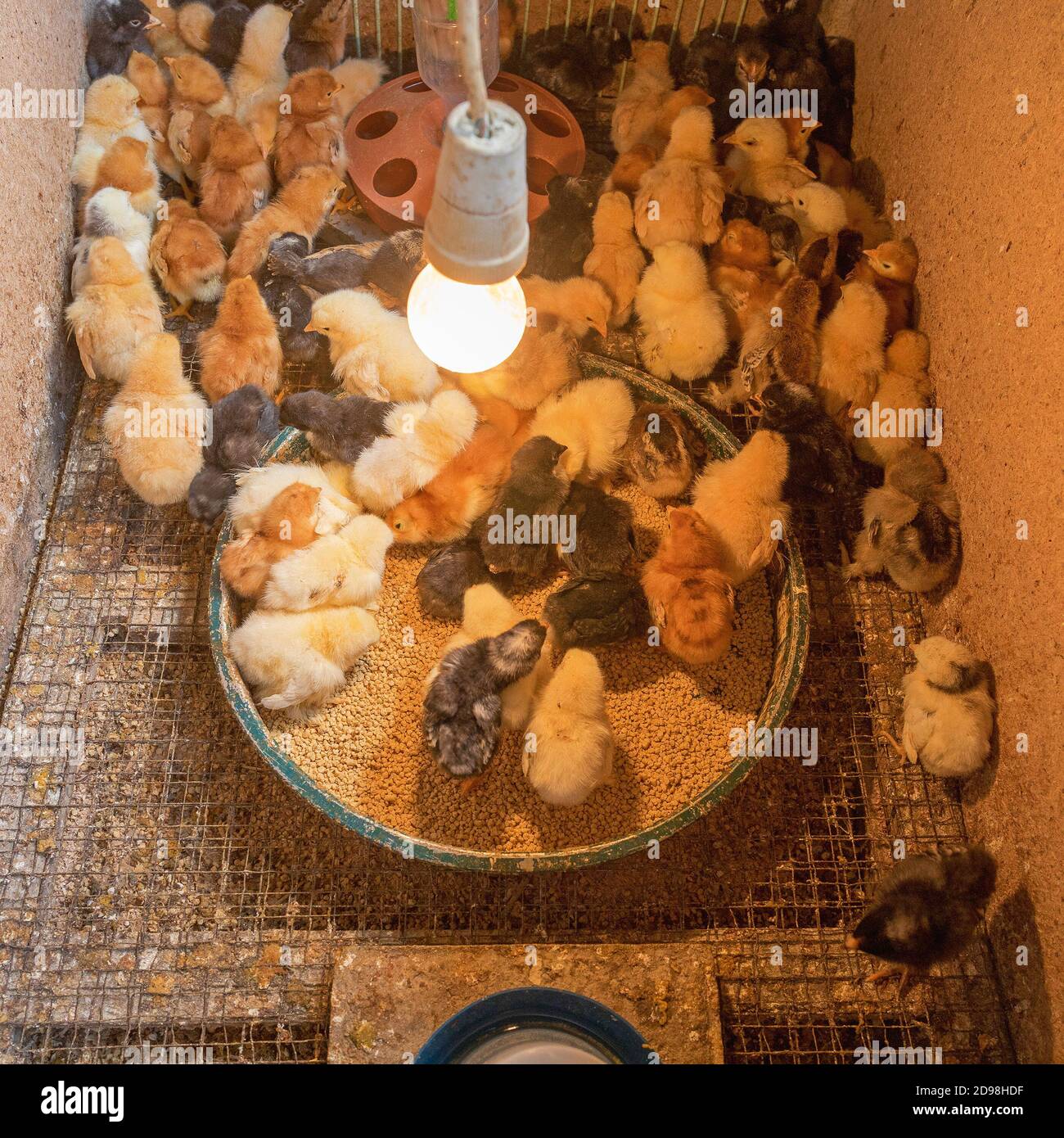 Many Newborn Baby Chicks at Poultry Farm Stock Photo - Alamy