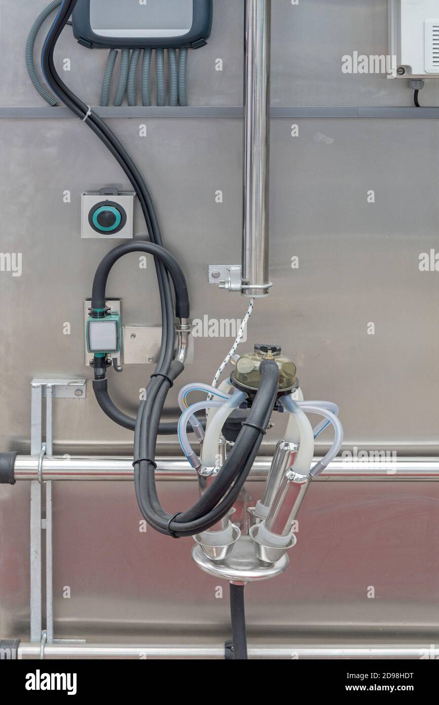 Cow Milking Suction Machine at Modern Dairy Farm Stock Photo - Alamy