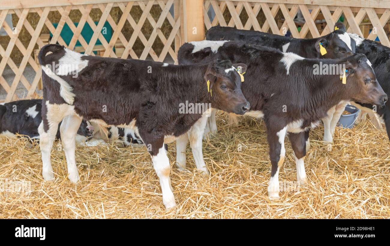 Small calf in barn hi-res stock photography and images - Alamy