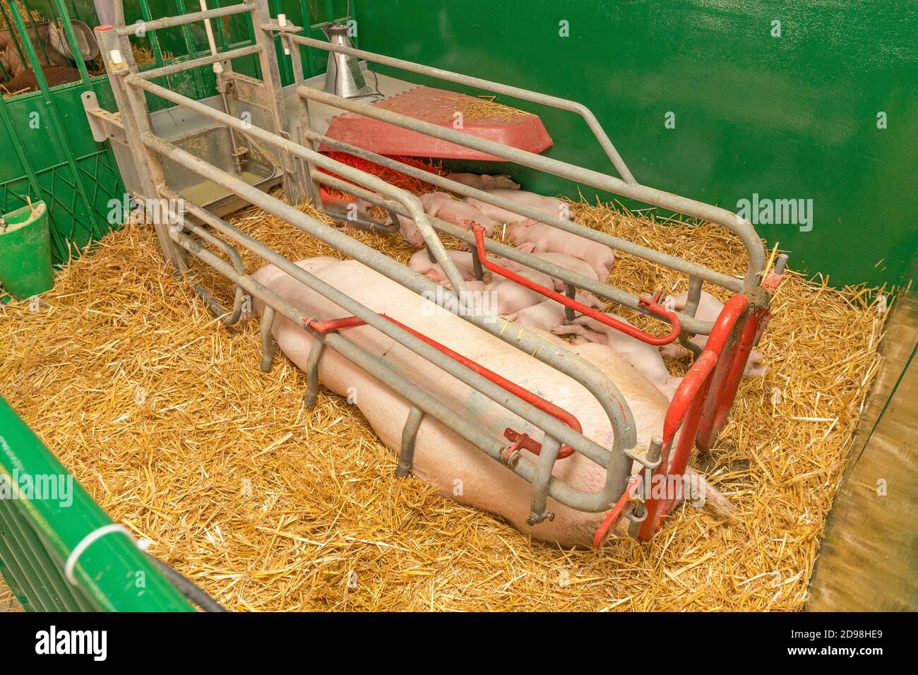 Pig farrowing pen hi-res stock photography and images - Alamy