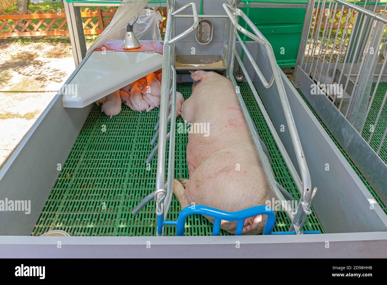 Big Sow With Piggles in Farrowing Parlour at Modern Farm Stock Photo ...