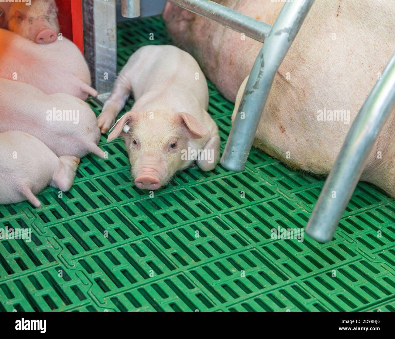 One Piglet in Farrowing Parlor at Modern Farm Stock Photo - Alamy