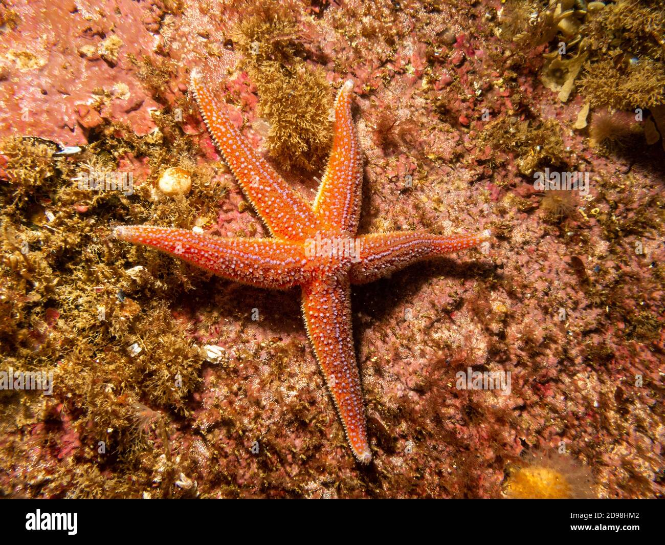 A closeup picture of a common starfish, common sea star or sugar ...