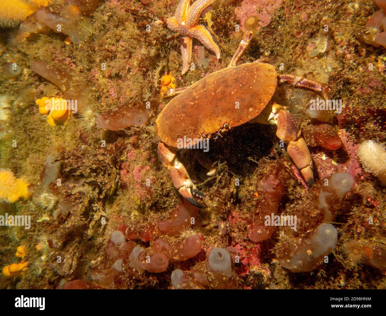 A closeup picture of a Cancer pagurus, also known as edible crab or ...
