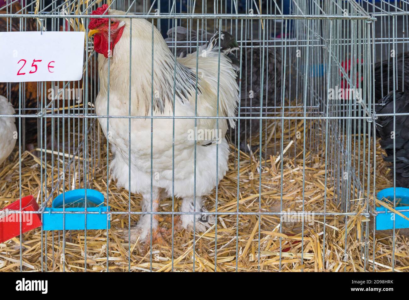 Rooster in Cage at Animal Trade Show Stock Photo - Alamy
