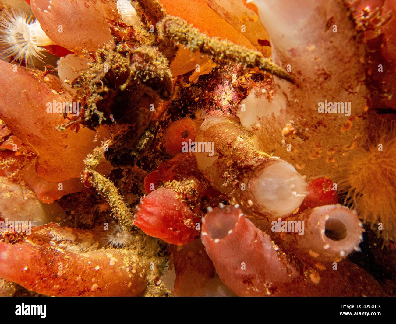 Blue spiny spider crab maja squinado hi-res stock photography and ...