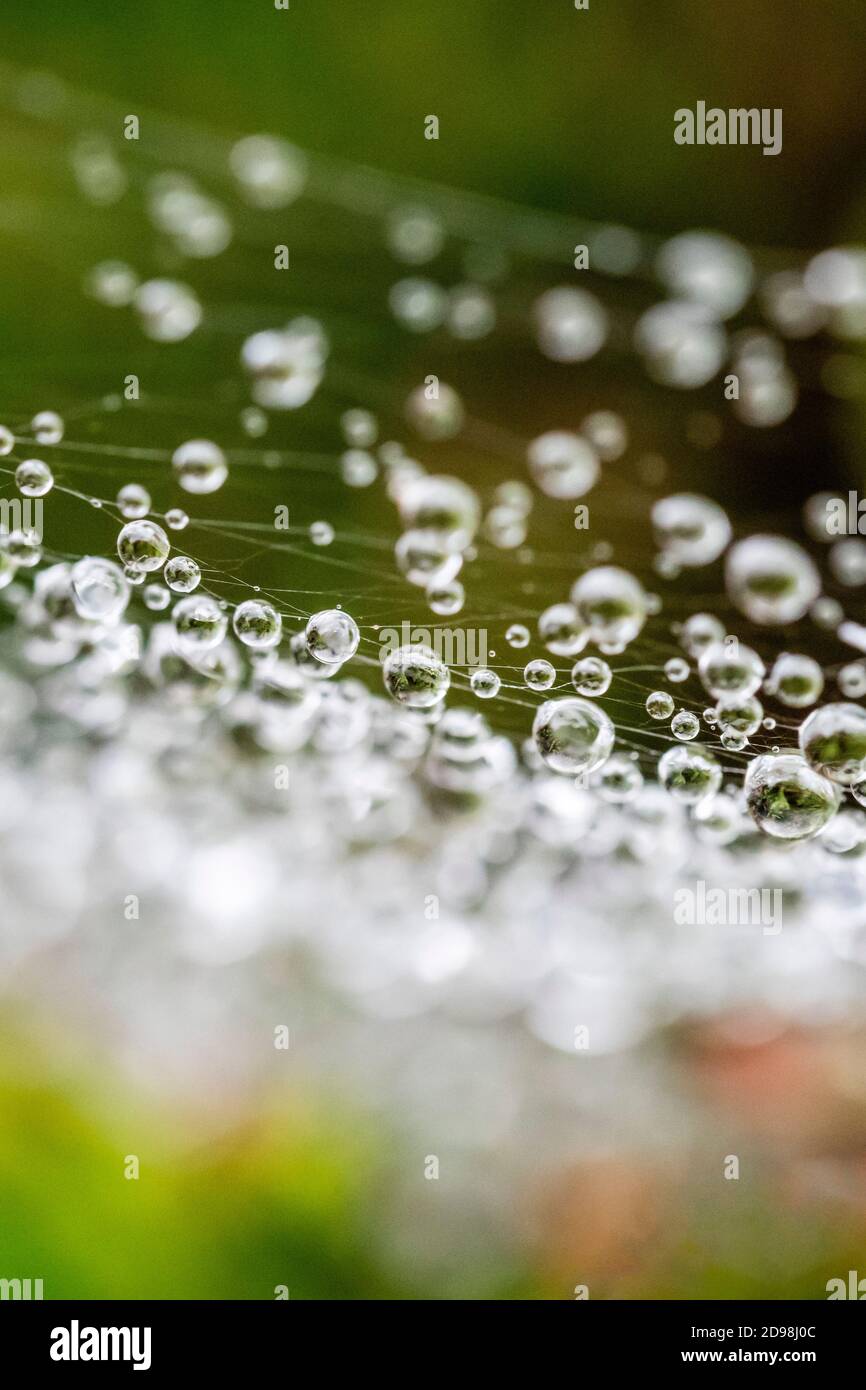 Moisture on spiders web hi-res stock photography and images - Alamy