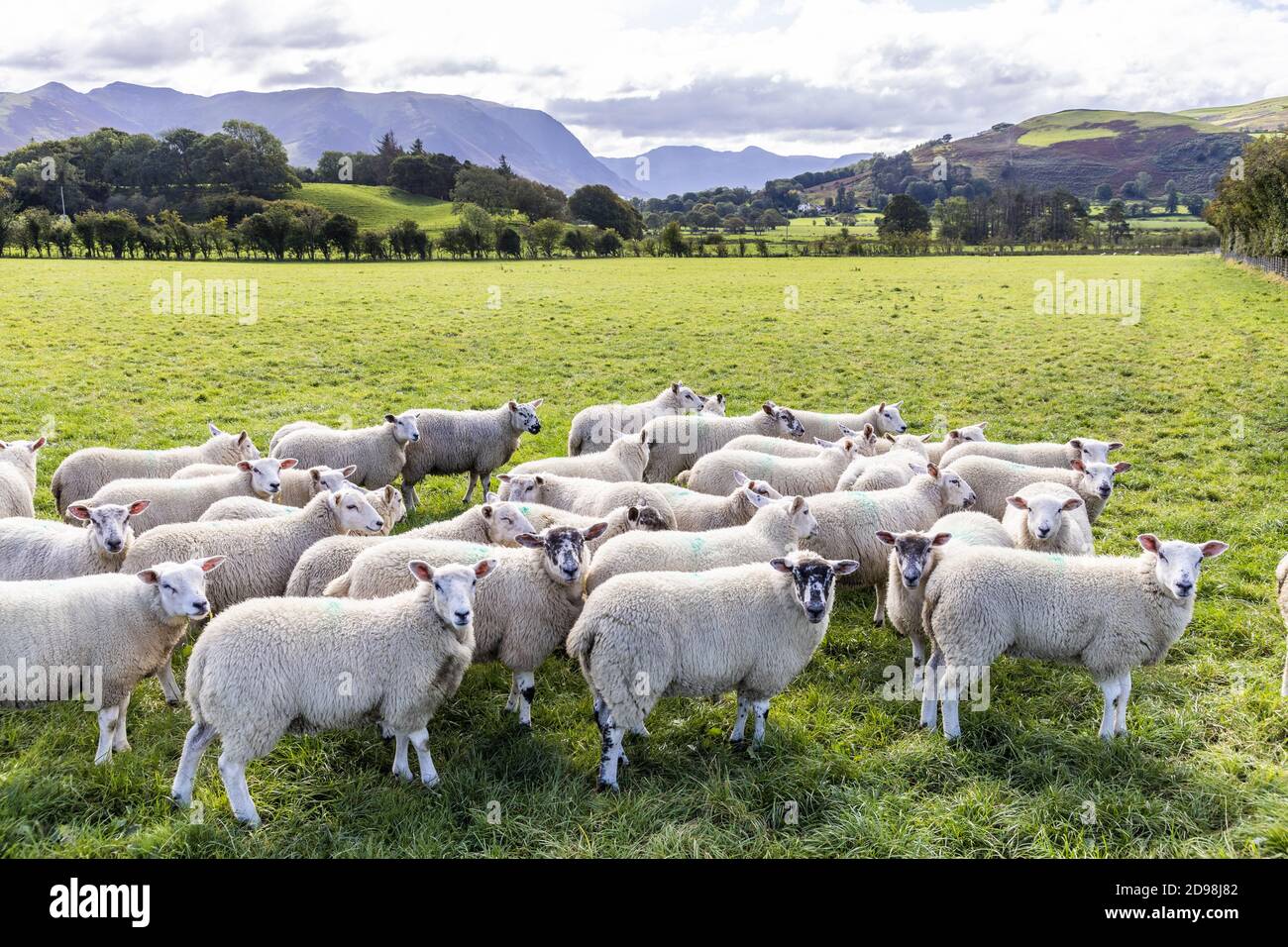 A field of sheep in the English Lake District in Lorton Vale at ...