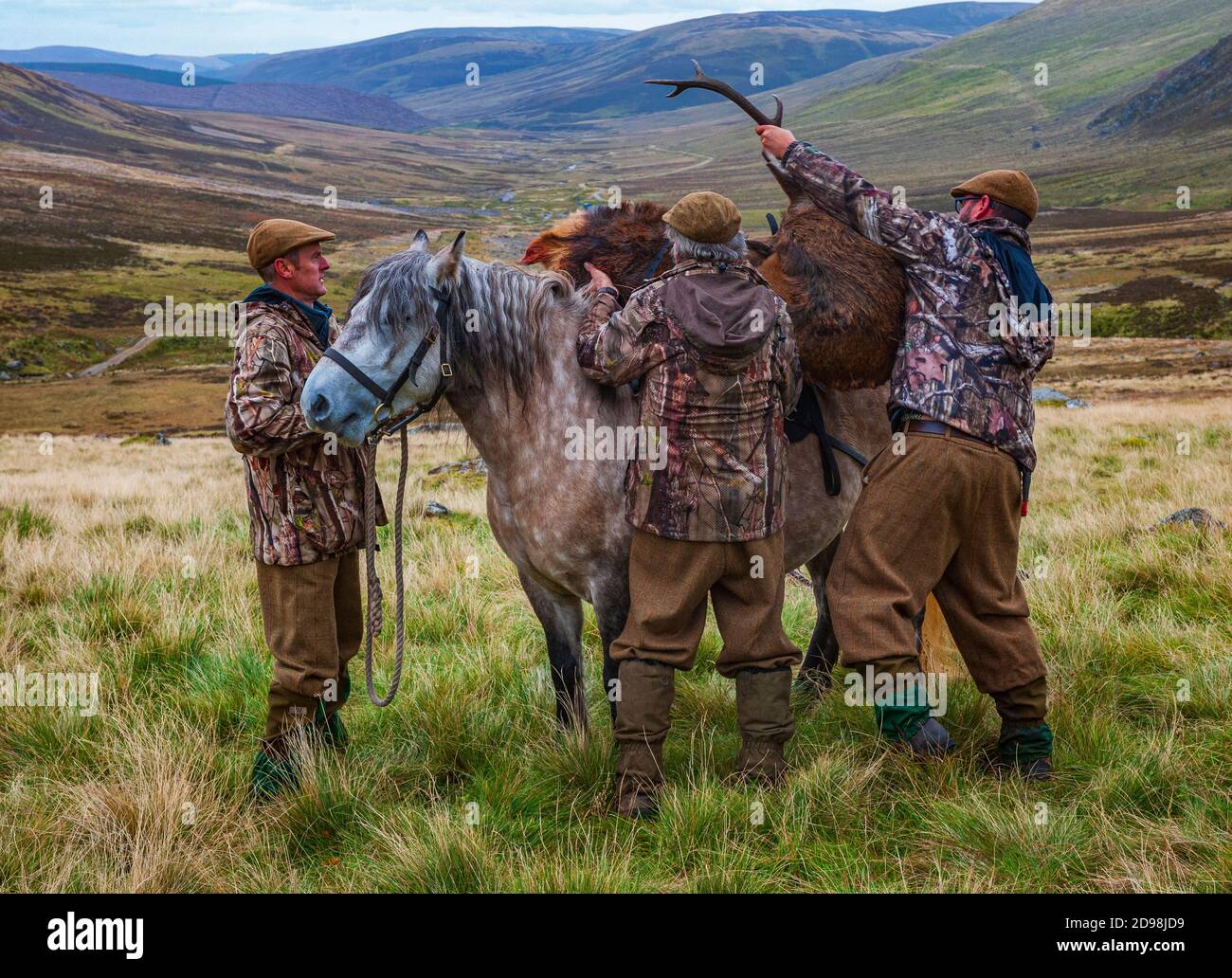 Garron horse hi-res stock photography and images - Alamy