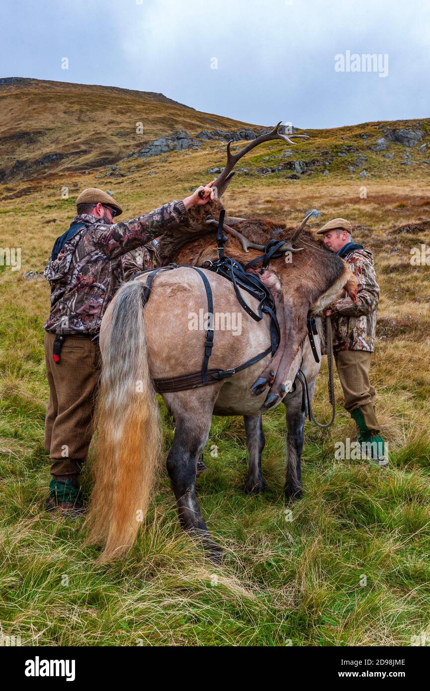 Scotland, UK – A ghillie loading a Red Deer Stag that has been culled ...