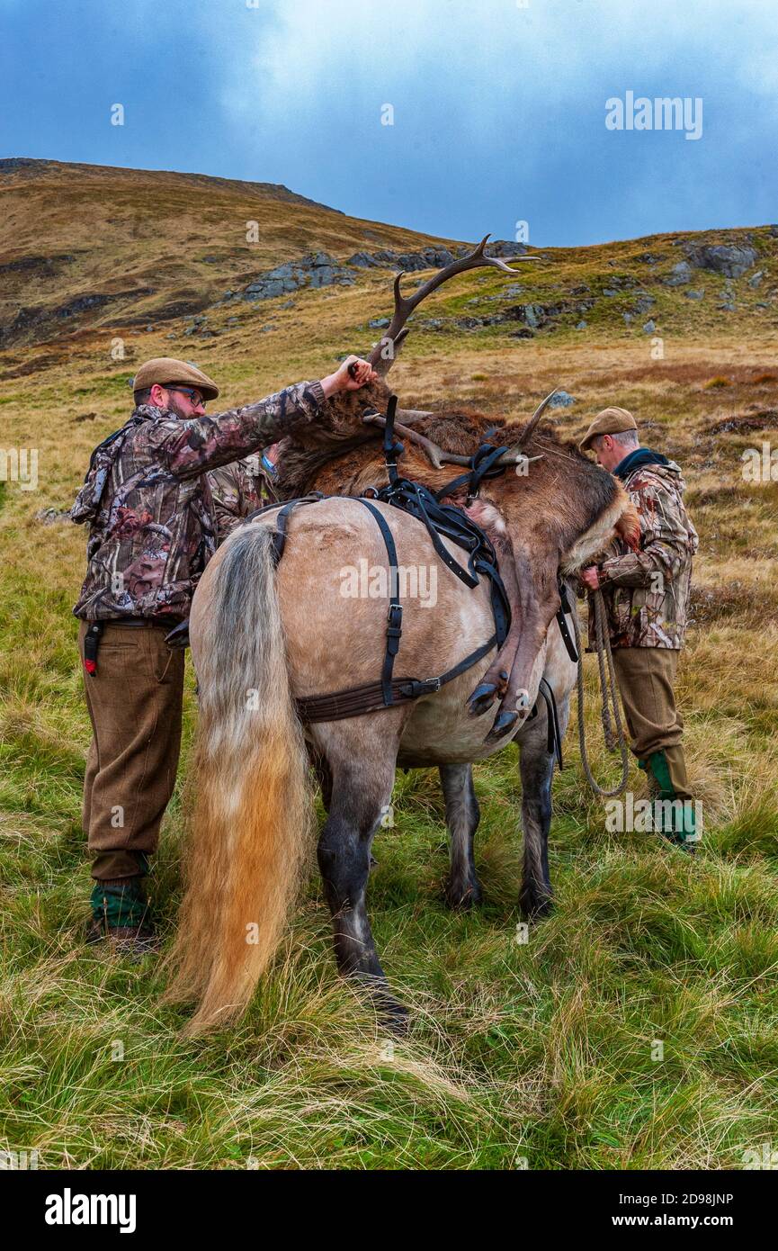 Garron hi-res stock photography and images - Alamy