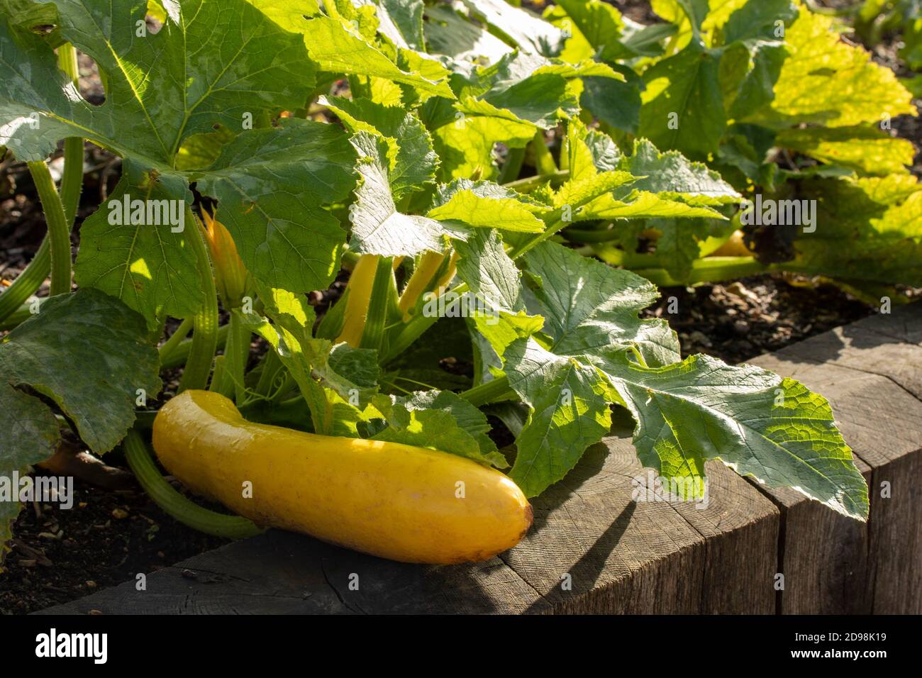 Courgette Butterstick,golden yellow fruit and abundant foliage Stock ...
