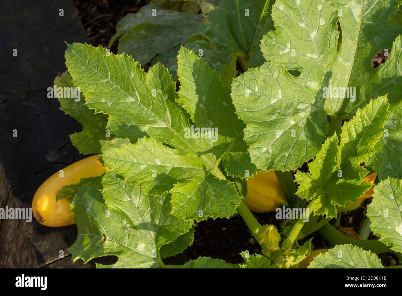 Courgette Butterstick,golden yellow fruit and abundant foliage Stock ...