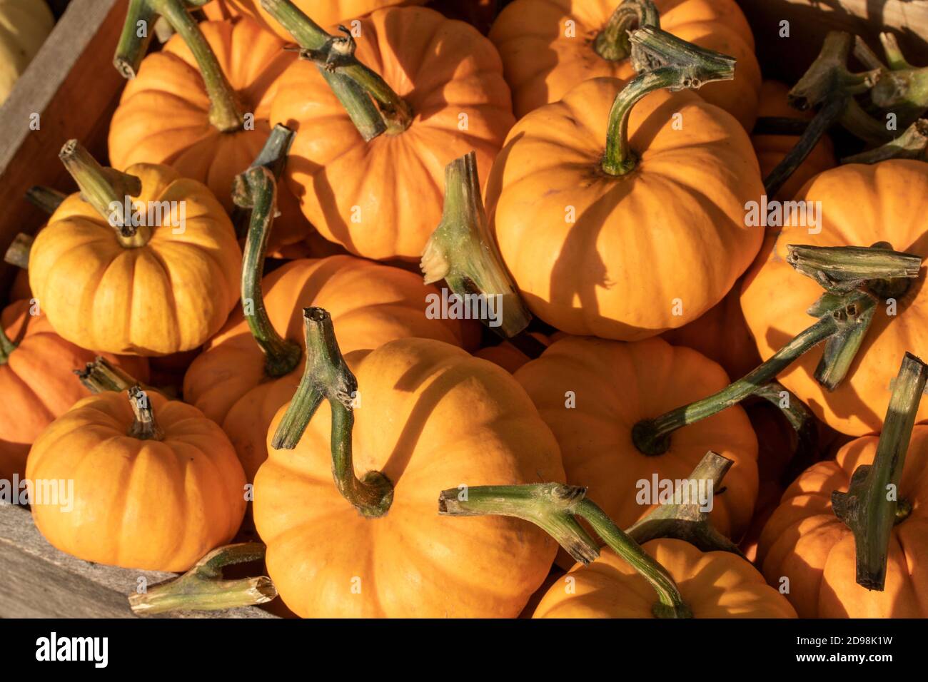 Small Pumpkins after harvesting Stock Photo - Alamy