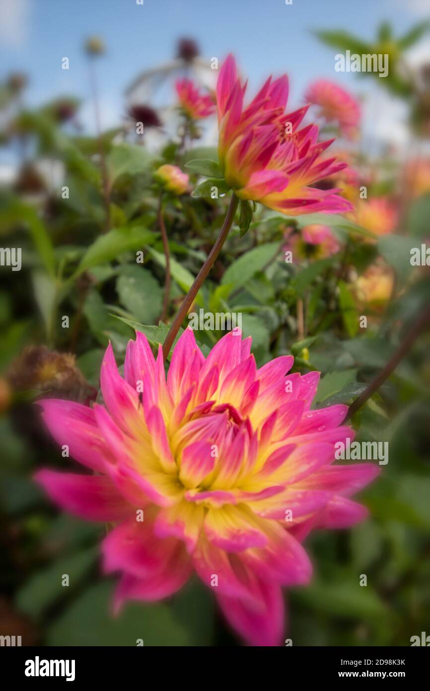 Dahlia buga munchen hi-res stock photography and images - Alamy