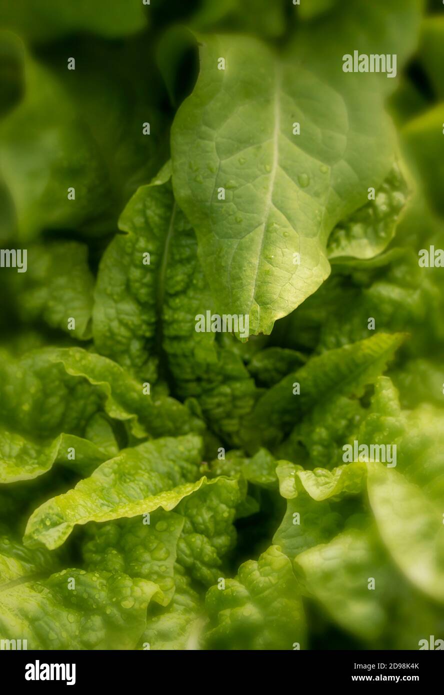 Leafy Celtuce (Lactuca Sativa), close-up food representation Stock ...